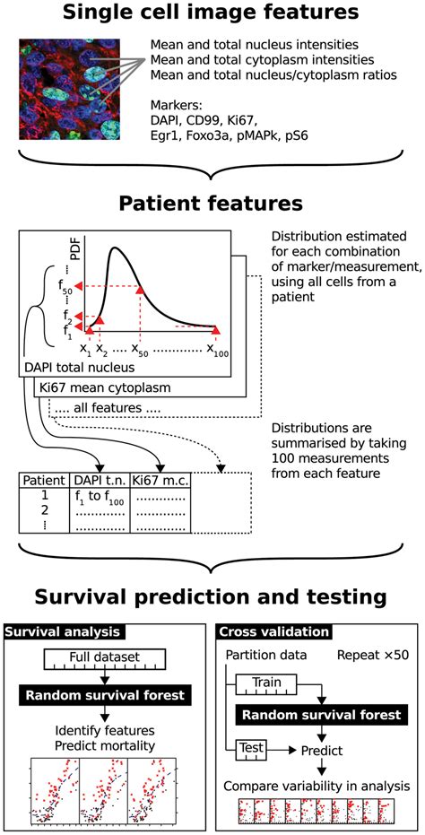 random survival forest analysis of biomarker image feature download scientific diagram