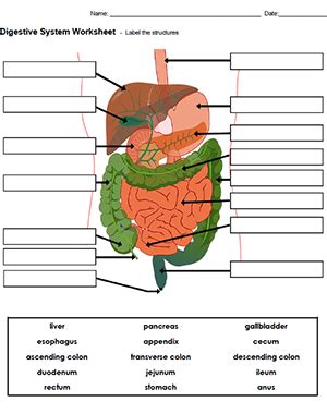 Label Structures Of The Digestive System Worksheets Library