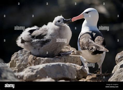 Black Browed Albatross Thalassarche Melanophrys Feeds Its Chick In A