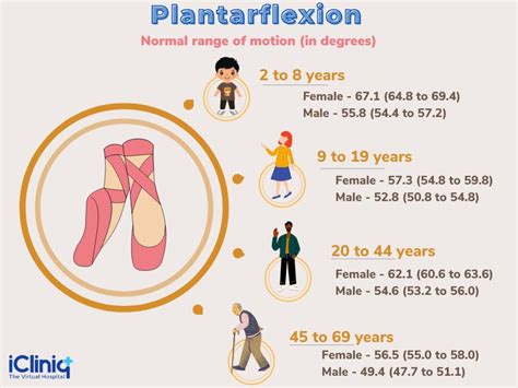 Plantar Flexion Of Animation