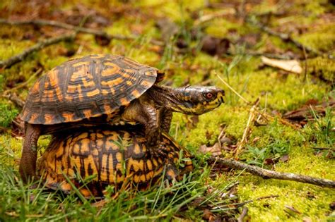 Premium Photo Box Turtles Mating In A Field
