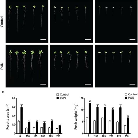 Quantitative Estimation Of Chlorophyll A Chlorophyll B And Total Download Scientific Diagram