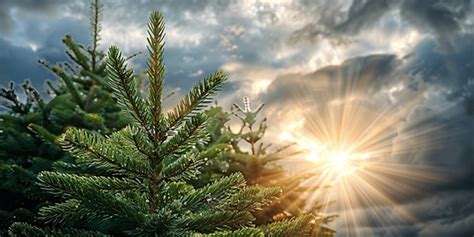 Peaceful Scene Of A Tree With Sun Shining Through The Branches And Leaves In Serene Setting