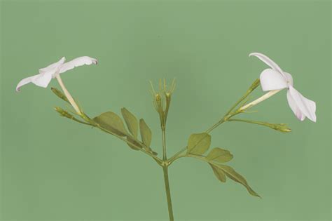 Jasminus 종 스타 재스민 귀중 하고 향기로운 재배 꽃 의 깨끗 한 흰색 줄기 잎과 동질녹색 배경에 녹색 칼릭스 이미지 0명에 대한 스톡 사진 및 기타 이미지 Istock