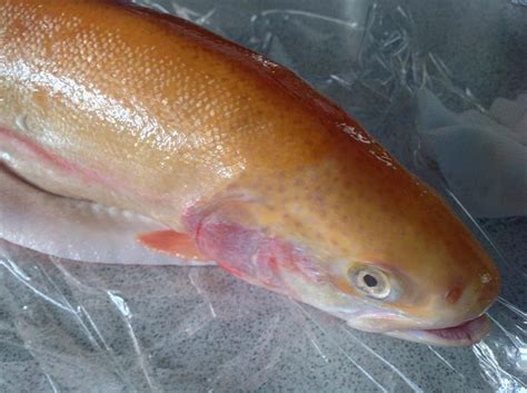#форель#форельзолотистая#посолкафорели#уха | Personal blog, Instagram, Fish