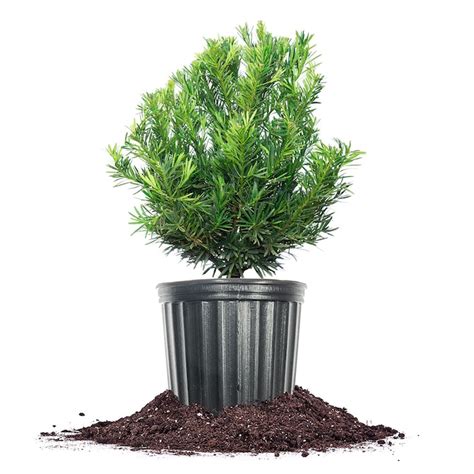 Perfect Plants Pringles Dwarf Podocarpus Foundation Hedge Shrub In 3 Gallon S Pot