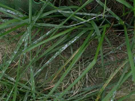 Powdery Mildew In Grass At Phyllis Fetter Blog