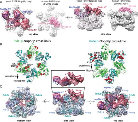 Cryoem Structure Of R2tp In Complex With Mbp Nop58p 447 A Two Download Scientific Diagram