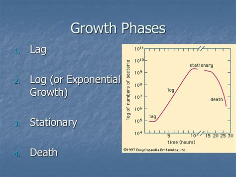 Population Growth And Interactions Ppt Video Online Download