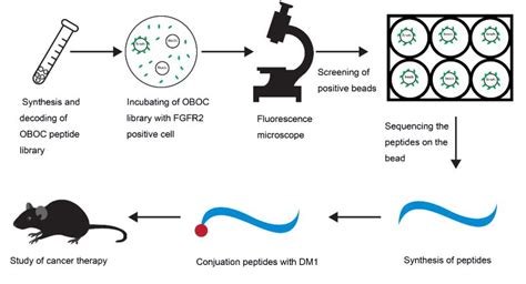 Biomedicines Mdpi On Linkedin Cancer Drugdevelopment Tumor