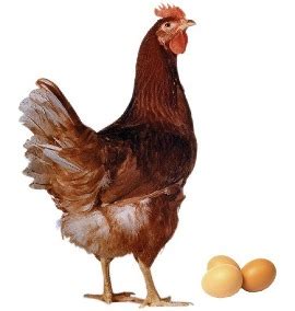 Principais Raças De Aves De Postura Com Nomes E Fotos Mundo Ecologia