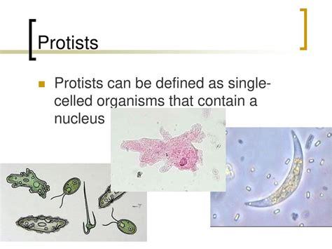 Protists Ppt Download