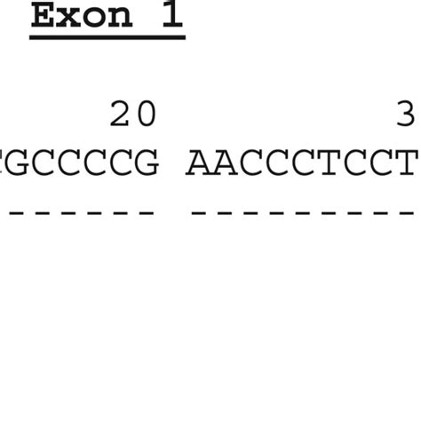 The Exon 1 Dna Sequence Of Hla‐c 02 212 Compared With Download Scientific Diagram