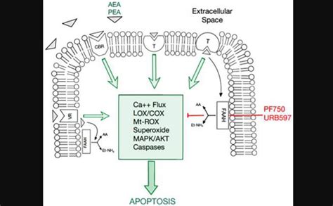 Figure 1 Image Eurekalert Science News Releases