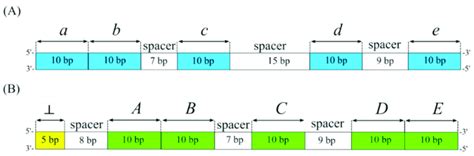 A An Example Of The Input Symbols Of A Biomolecular Queue Automaton