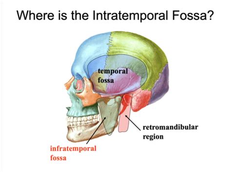 Head And Neck Anatomy Exam 3 Infratemporal Fossa And Muscles Of Mastication Flashcards Quizlet