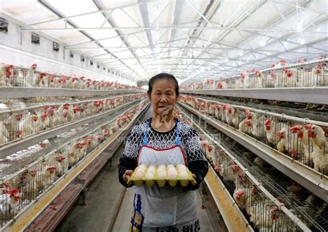 江西崇仁：蛋鸡养殖助力脱贫攻坚 人民图片网