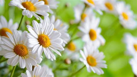 Maple Tree Root System Everything To Know Before Planting Pepper S Home Garden