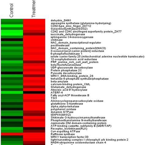 heat map representing expression dynamics of top 50 up regulated