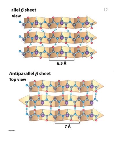 Chapitre 2 Composition Et Structure Des Protéines Flashcards Quizlet
