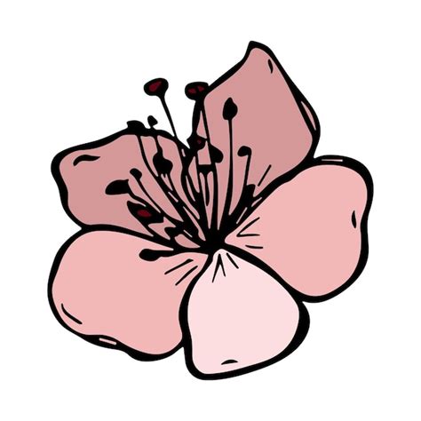 벡터 벚꽃 꽃 클립 아트 손으로 그린 꽃 그림 프리미엄 벡터