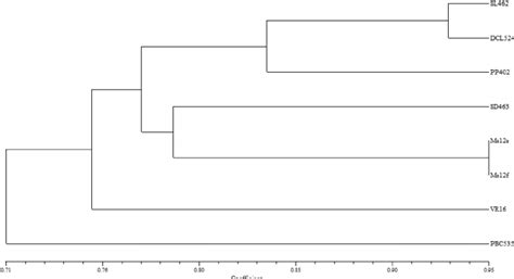 Dendrogram Of Genetic Relatedness Among Chilli Pepper Genotypes
