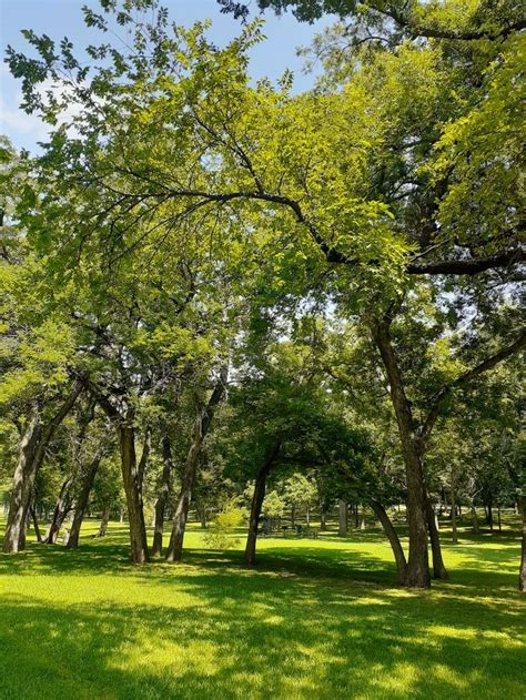 Elm Tree Flower Botanical Nature Aesthetic Flowers Outdoors Plants Trees To Plant