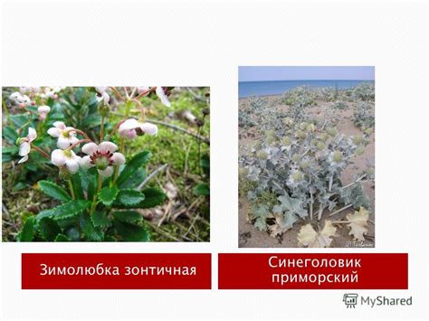 Презентация на тему: "Выполнил ученик 3 «Б» класса Макаров Юрий ...