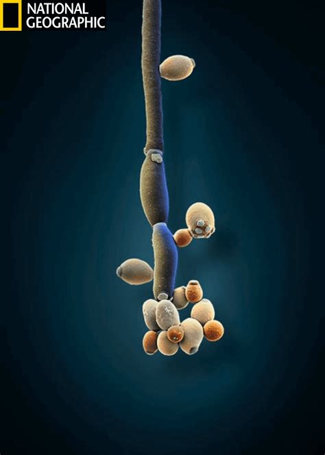 Theres Another Biome Tucked Inside Your Microbiome—heres Why Its So Important Iliev Labs