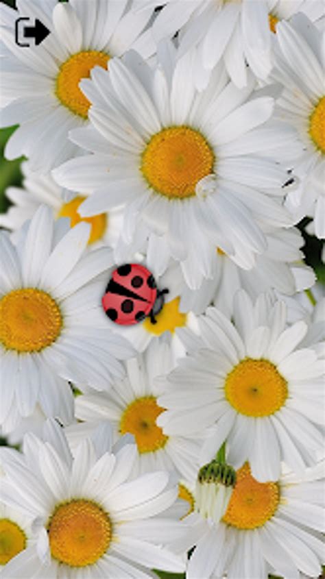 Cat Alone Toy Fun Games For For Android Download