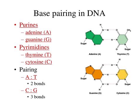 PPT DNA Replication PowerPoint Presentation Free Download ID 3394284