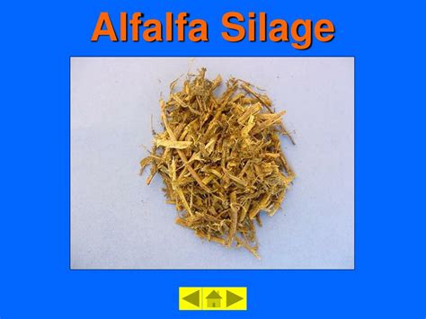 Ppt Feedstuff Identification Photo Session Powerpoint Presentation