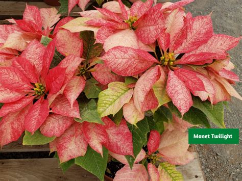 Different Colors Of Poinsettias