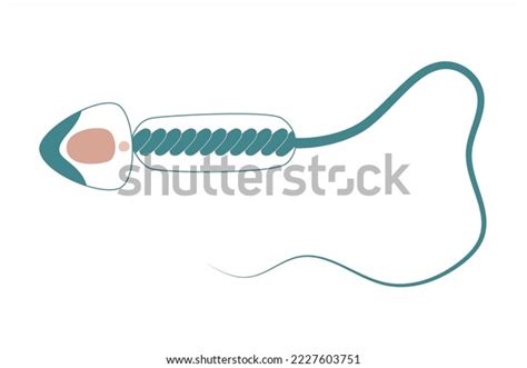 Educational Diagram Human Sperm Cell Flat Stock Vector Royalty Free