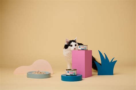 Preparing For A Kitten Bath Heres How To Do It Right