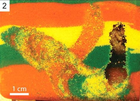 Teichichnus Trace Fossils Of The San Joaquin Valley