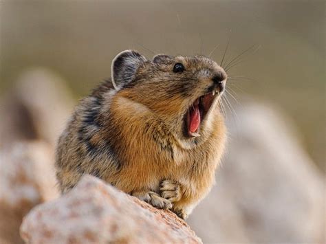 7 Fun Facts About American Pika Mountain Dwellers Artofit