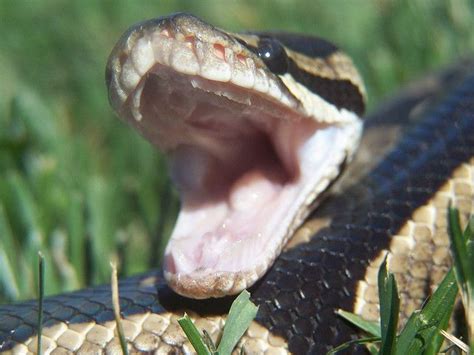 Python Teeth