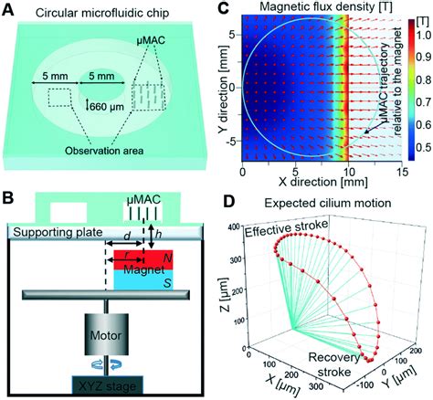 Metachronal Actuation Of Microscopic Magnetic Artificial Cilia Generates Strong Microfluidic