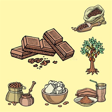 An Illustration Showing Parts Of A Cocoa Plant Stock Vector