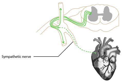 Postganglionic Neuron Entering A Sympathetic Nerve Plexus Products Autonomic Nervous System