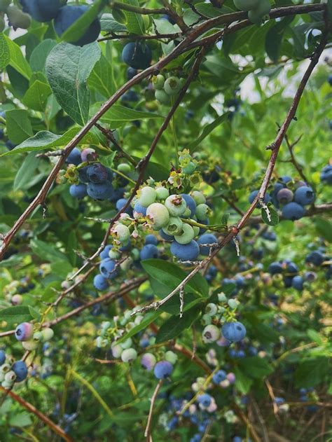 Pin On Blueberry Girl