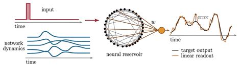 Neural Diversity Impacts How The Brain Processes Information Manhattan Tribune