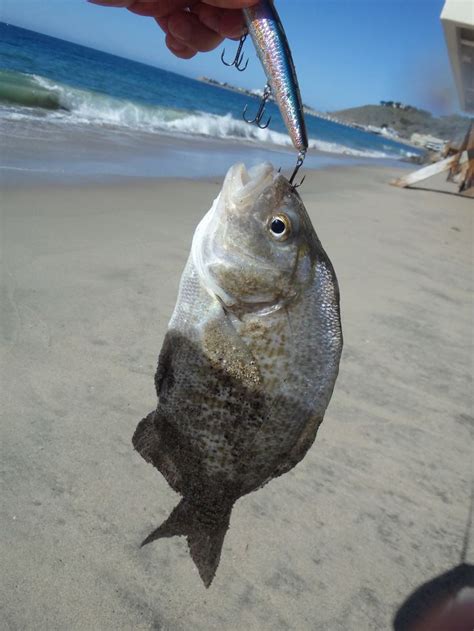 8 Best Surf Perch Images On Pinterest Surf Surfing And Surfs