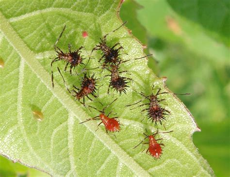 Helmeted Squash Bug Fontenelle Forest Nature Search Fontenelle Forest Nature Search