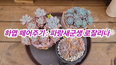 25112 🌸하엽 떼어주기 파랑새군생 로잘리나 🌸 러블리로즈다육tv Youtube