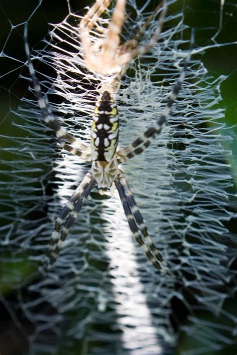 Writing Spider Stock Image Image Of Writing Aurantia 276377913