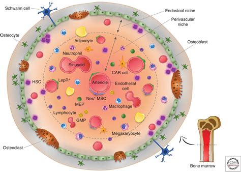 The Bone Marrow Microenvironment In Health And Myeloid Malignancy