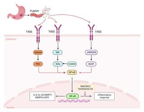 Figure 1 From Helicobacter Pylori Regulates Stomach Diseases By Activating Cell Pathways And Dna