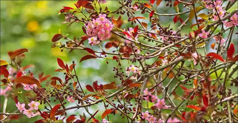 Philippine Native Trees With The Most Beautiful Flowers Discover The Philippines